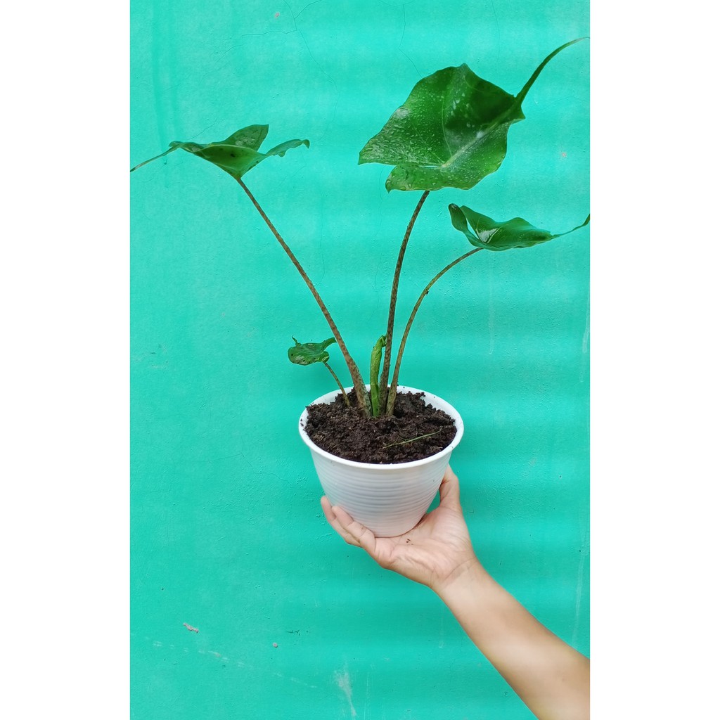 Jual Keladi Stingray (ekor pari) | Shopee Indonesia