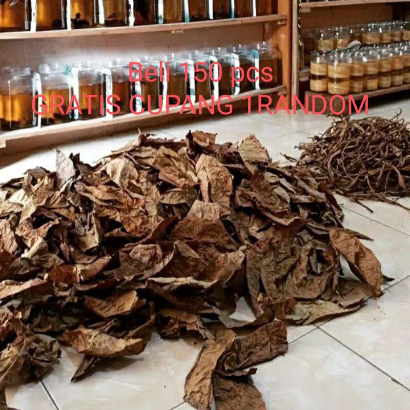 Jual DAUN KETAPANG LAUT KERING / DAUN KETAPANG Laut untuk IKAN CUPANG ...