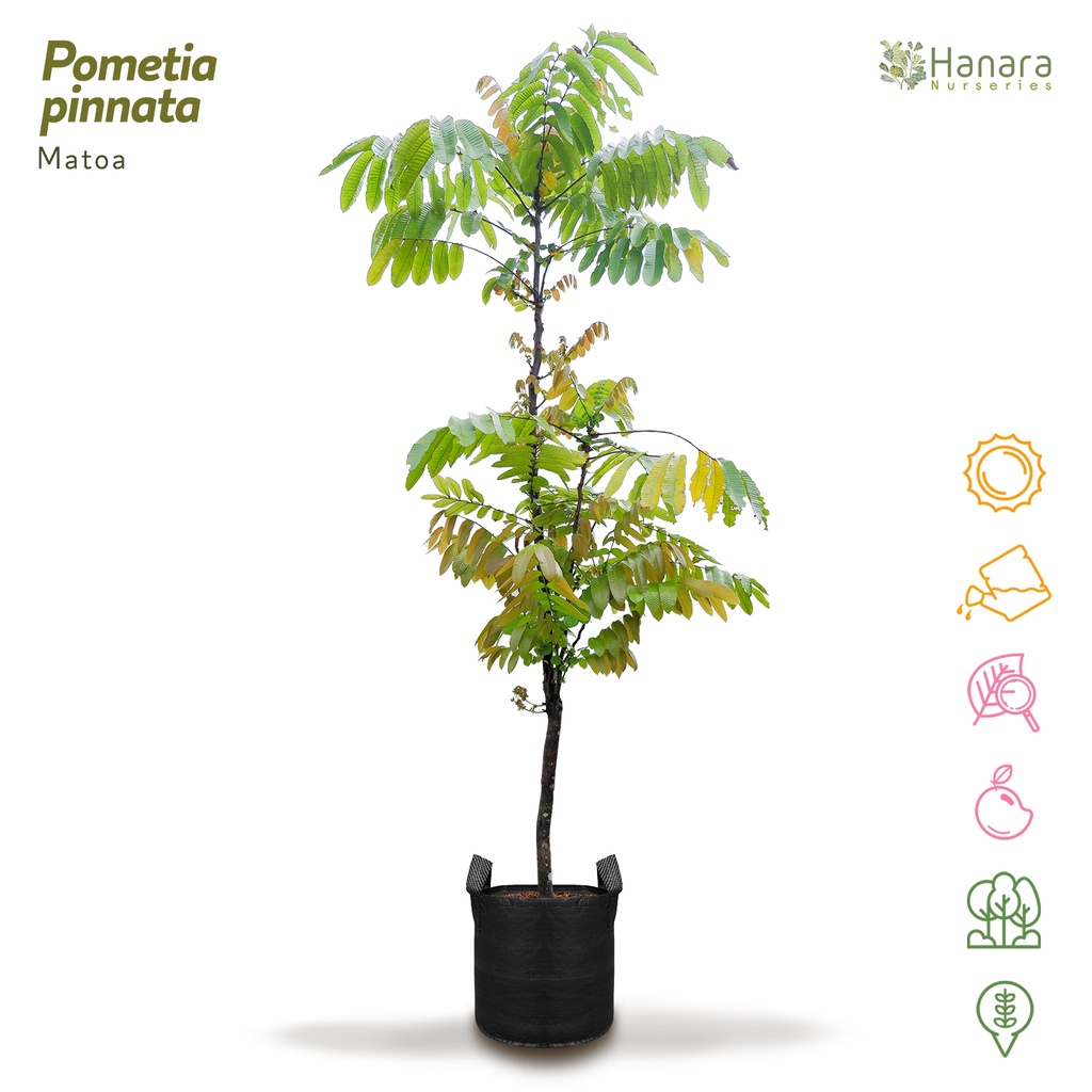 Jual Pometia pinnata - Matoa - pohon instan/instant tree | Shopee Indonesia