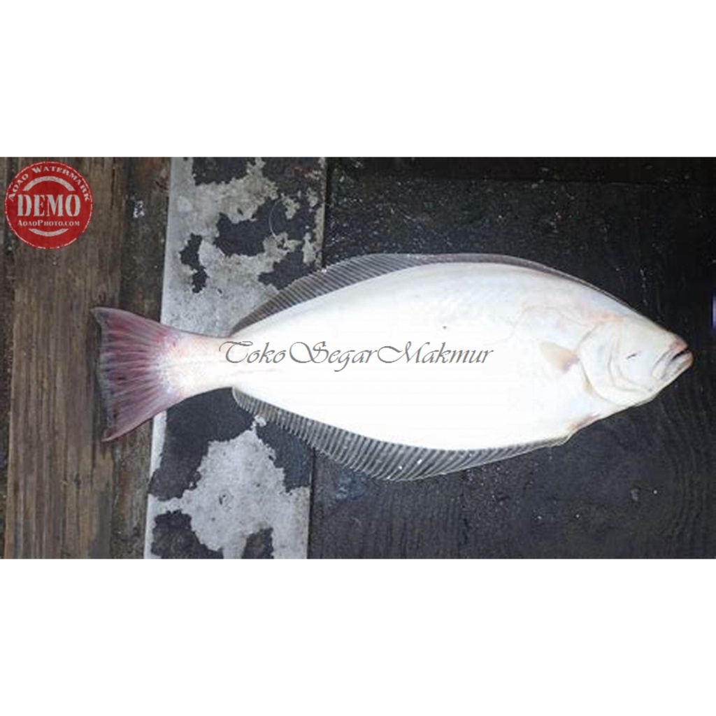 Jual Ikan Sebelah Segar Ikan Sebelah 1Kg | Shopee Indonesia