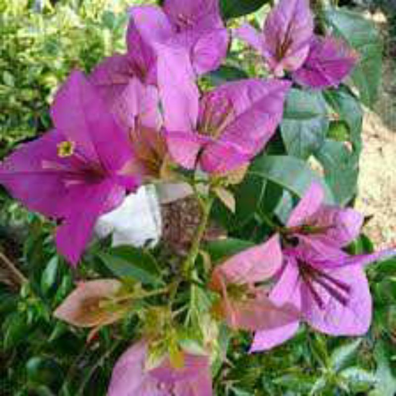 Jual bibit tanaman hias bunga hidup Bougenville (bunga kertas) | Shopee ...