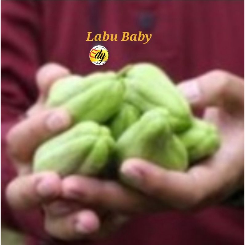 Jual Labu Baby per 1Kg labu kecil Lalapan | Shopee Indonesia