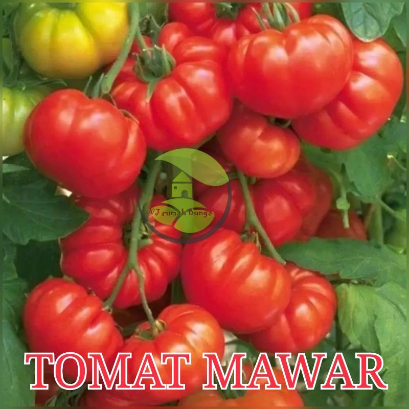 Jual Benih Tomat Mawar Ranti Benih tomat sayur keriting Benih tomat ...