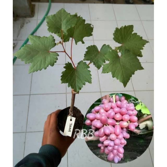 Jual Anggur impor jenis transfigurasi | Shopee Indonesia