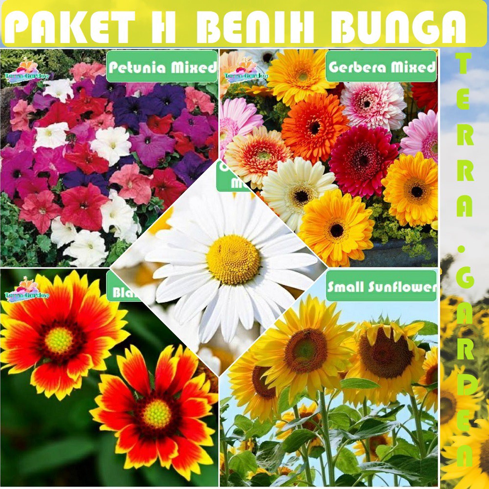 Jual Bibit Benih Biji Bunga Paket H isi 5 pack gerbera petunia krisan ...