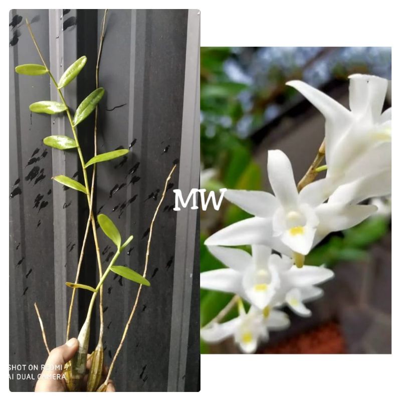 Jual anggrek merpati | Shopee Indonesia