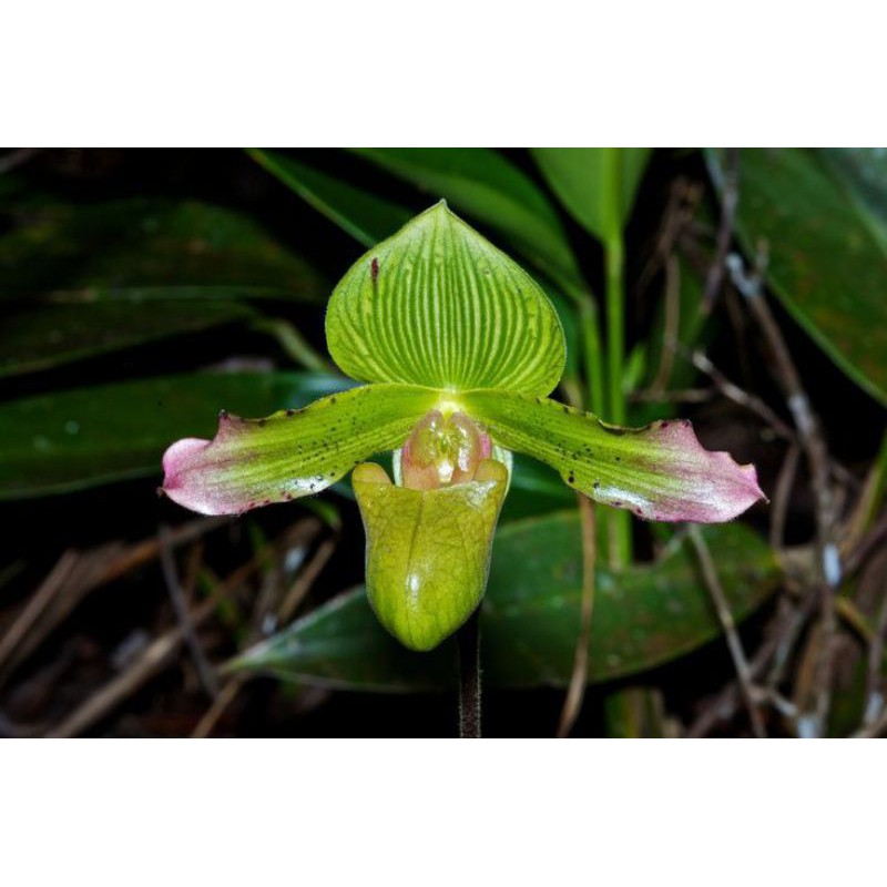 Jual anggrek paphiopedilum javanicum termurah | Shopee Indonesia