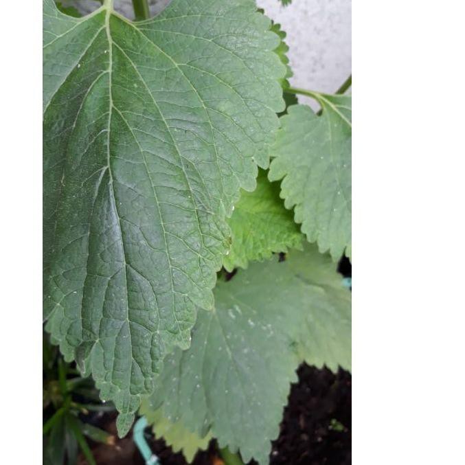 Jual BEST SELLER Benih Biji Daun Macho Matcho / Tanaman Hias Macau ...