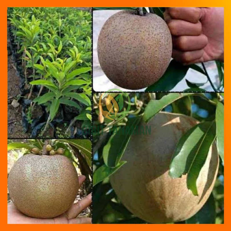 Jual Bibit Tanaman Buah Sawo Jumbo, Buah Besar Dan Manis, Cocok Di Buat ...