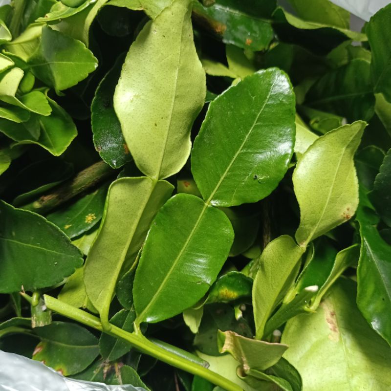 Jual DAUN JERUK 1 KG | Shopee Indonesia