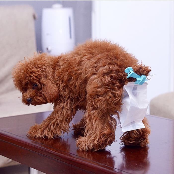 Jual Plastik Poop Travel Tempat Poop Anjing Plastik Poop Anjing Piq A ...