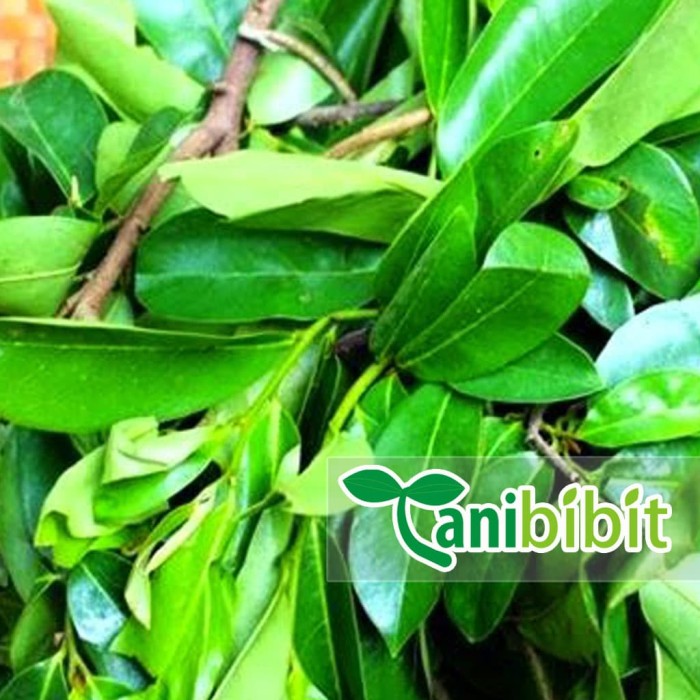 Jual Daun Sirsak Segar 500 gram - Basah Fresh - Obat Herbal | Shopee ...