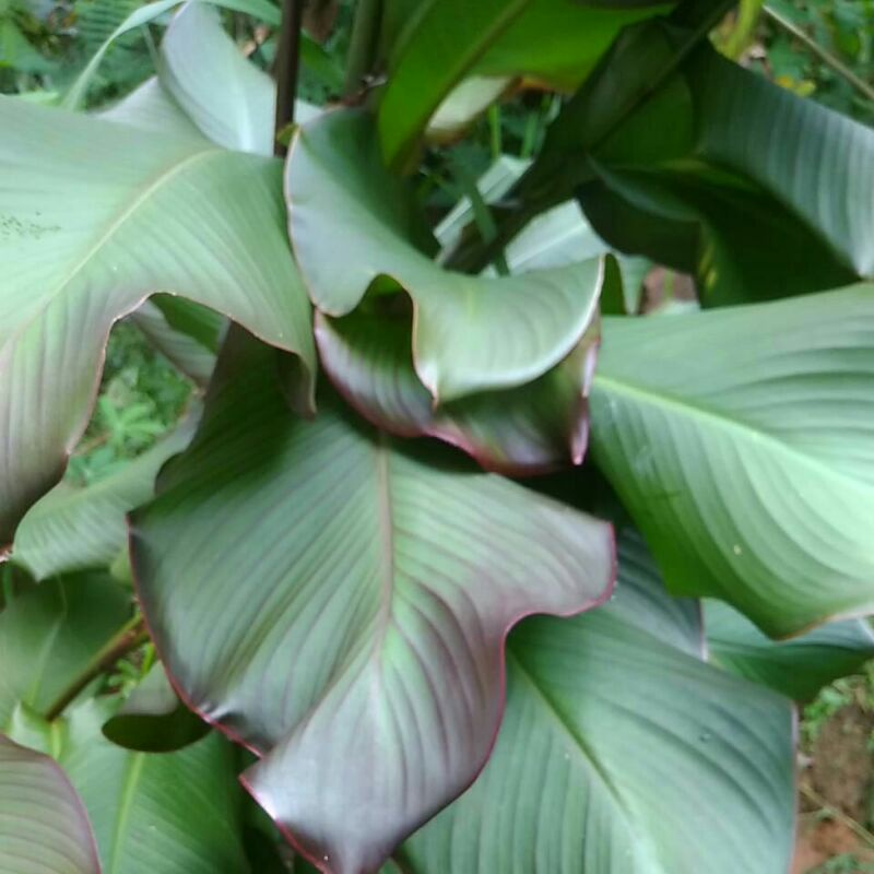 Jual Daun ganyoh/ganyong/ganyol segar 200g obat herbal | Shopee Indonesia