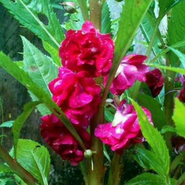 Jual tanaman bunga pacar / jual pohon bunga pacar | Shopee Indonesia