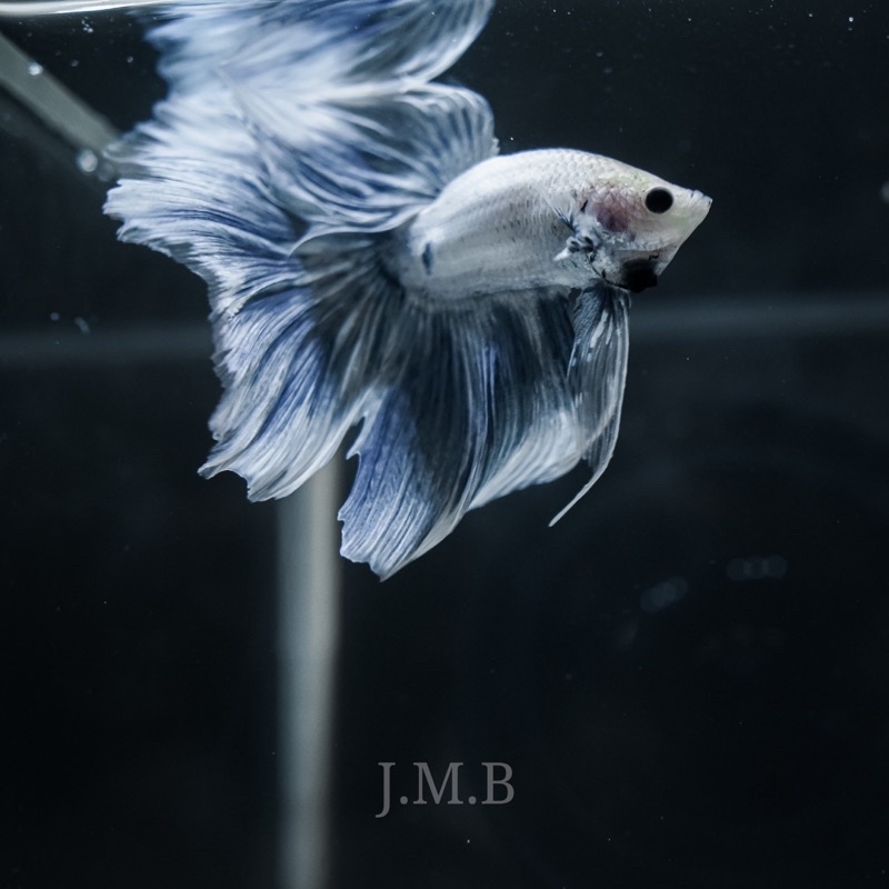 Jual Cupang HM/HalfMoon Grizzle/abu/grey cantik | Shopee Indonesia