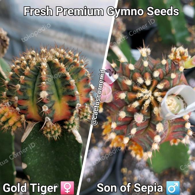 Jual Perlengkapan Taman Rumah Benih Biji Kaktus Gymno Hybrid Varigata ...