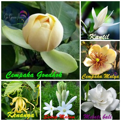 Jual CEMPAKA PAKET 6 pohon CEMPAKA BANGKOK cempaka mulya KANTIL PUTIH ...