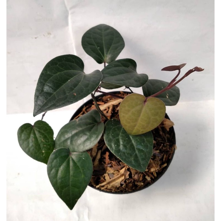 Jual Tanaman herbal Sirih hitam biasa | Shopee Indonesia