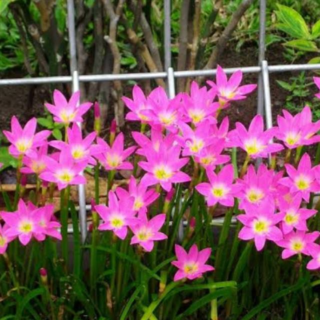 Jual Tanaman Bunga Bawang Rain Lily Lili Pink 5kg | Shopee Indonesia