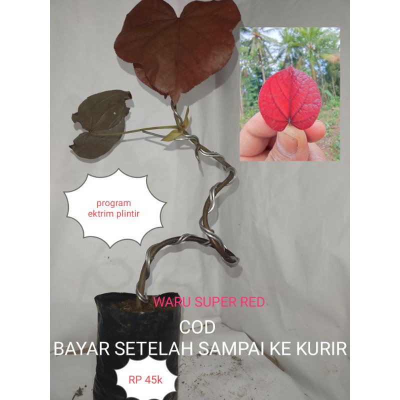 Jual WARU MERAH SUPER RED PROGRAM MURAH BERKUALITAS (plintir) | Shopee ...