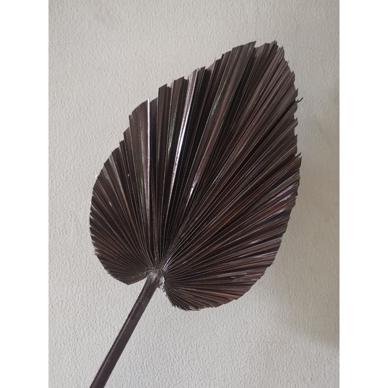 Jual Daun Palm Kering Small Per Tangkai | Shopee Indonesia
