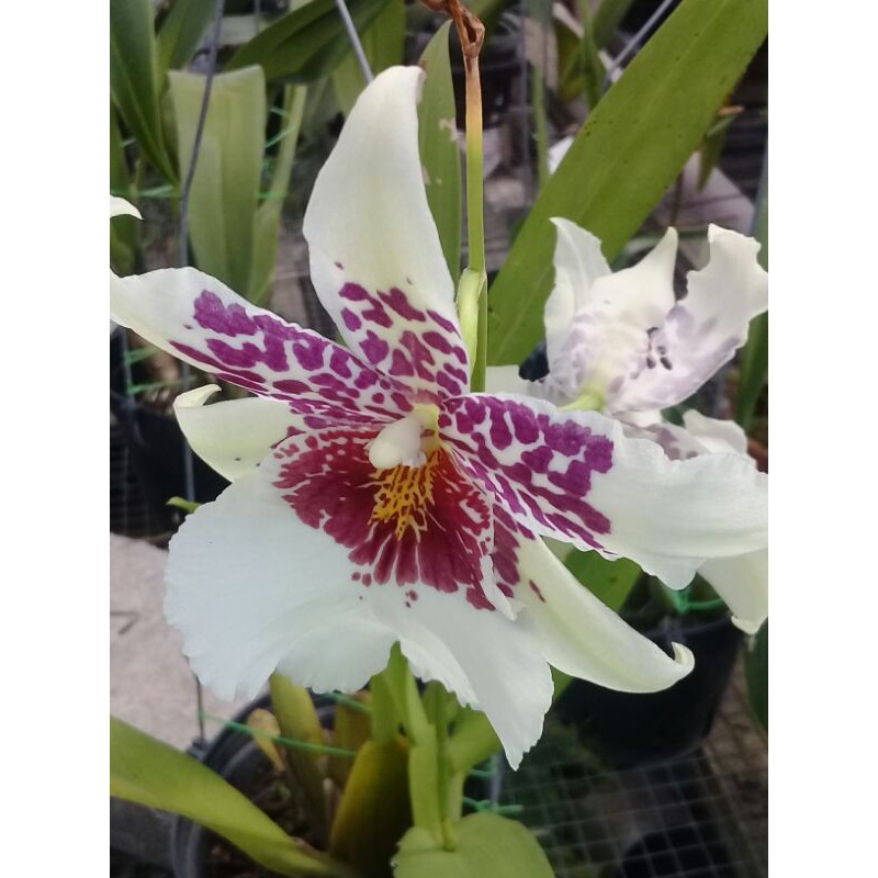 Jual oncidium Blira Big shoot hilo sparkle | Shopee Indonesia