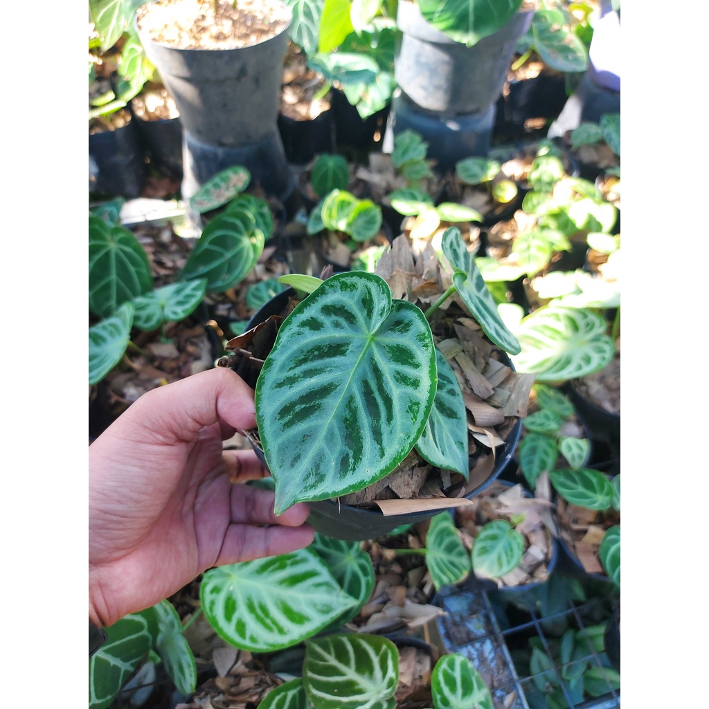Jual Anthurium dorayaki x silver blush size medium tanaman hias sehat ...