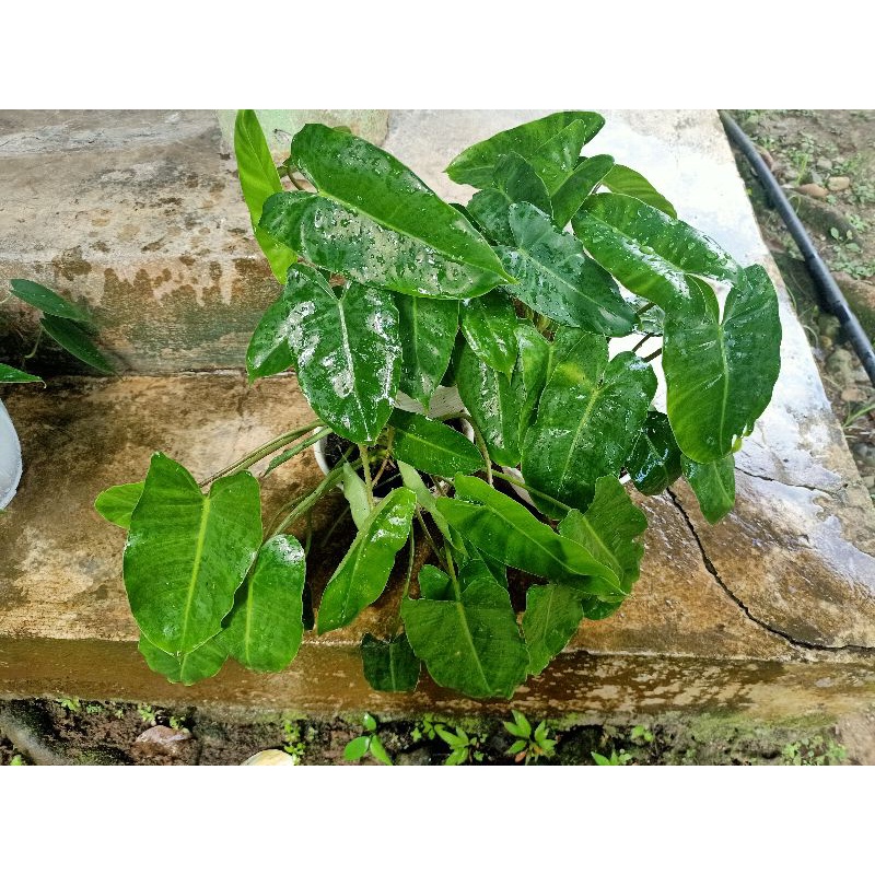 Jual Philodendron burlemark / philo brekele / burle mark | Shopee Indonesia