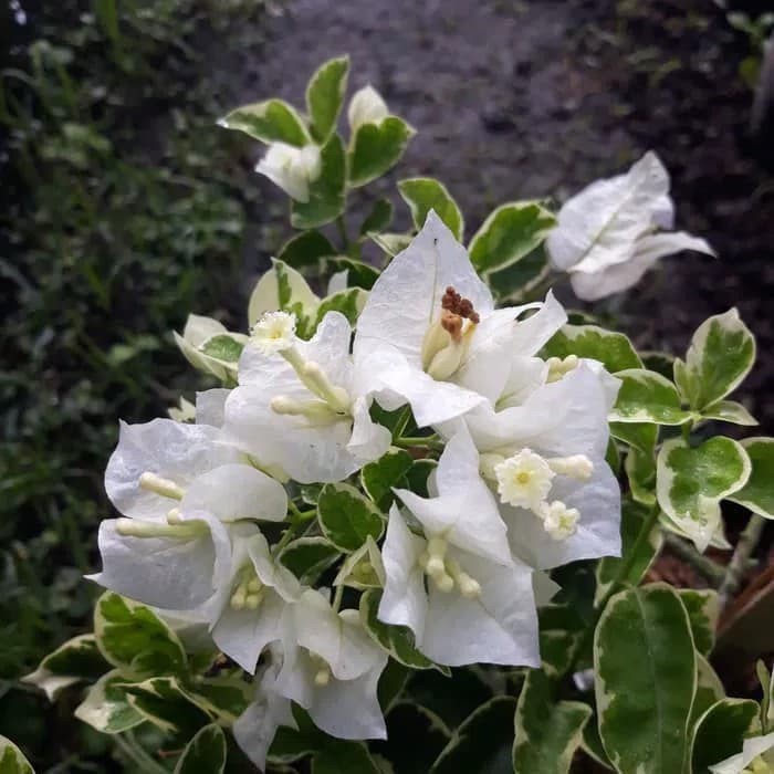 Jual Bougenville Putih Variegata (Bougainvillea sp): Tanaman Hits Buat ...