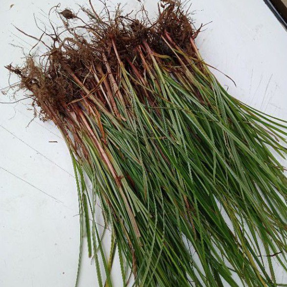 Jual Rumput teki 250 gram segar | Shopee Indonesia