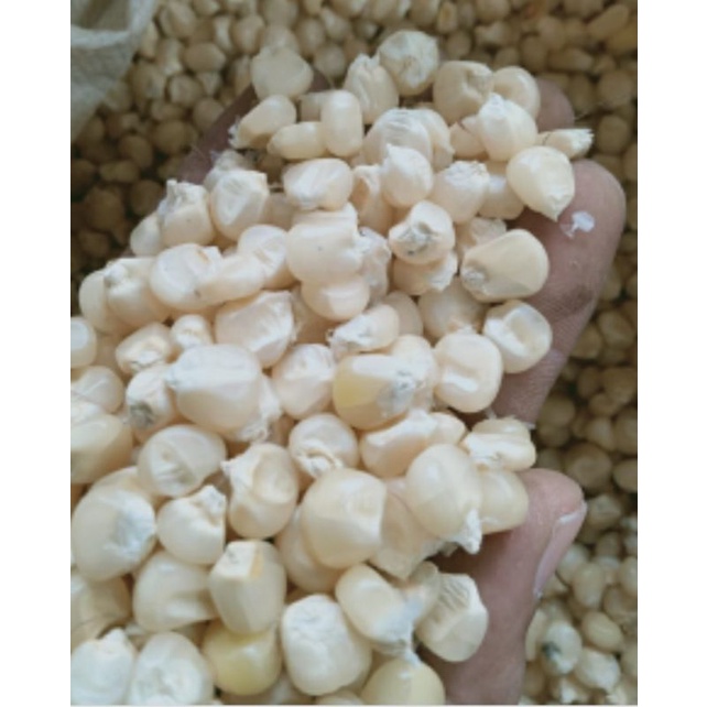 Jual BENIH JAGUNG PUTIH SUPER UNGGUL 1kg | Shopee Indonesia