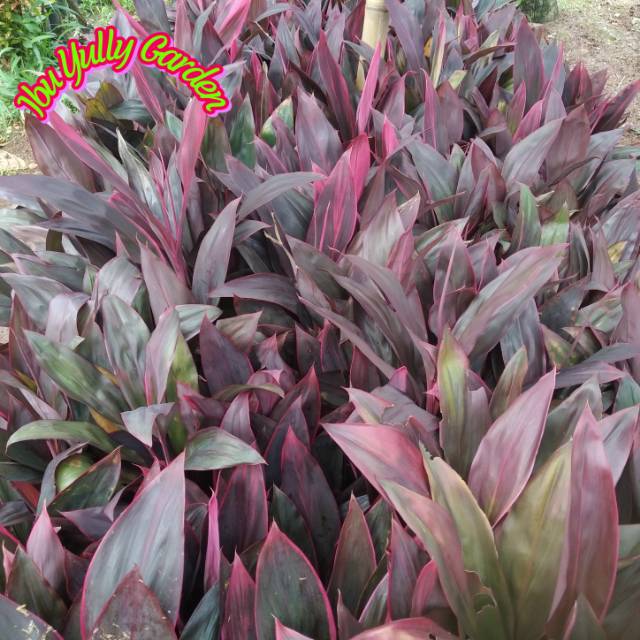 Jual Tanaman Andong Merah atau Hanjuang Merah | Shopee Indonesia