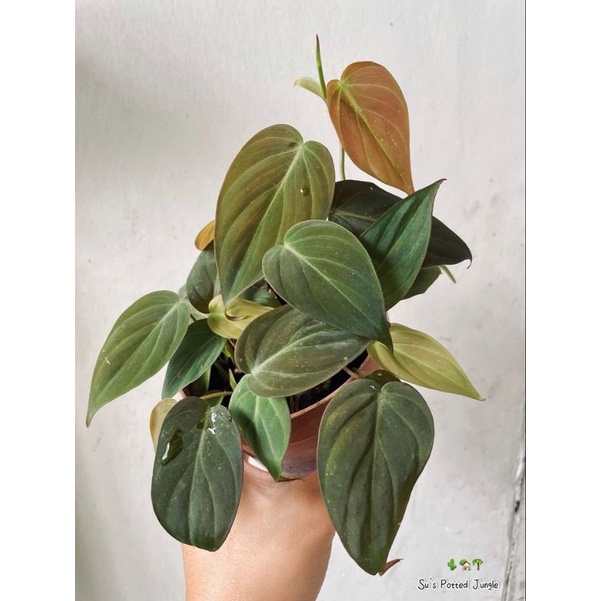 Jual TANAMAN HIAS PHILODENDRON MICAN - TANAMAN HIAS RAMBAT PHILO MICAN | Shopee Indonesia