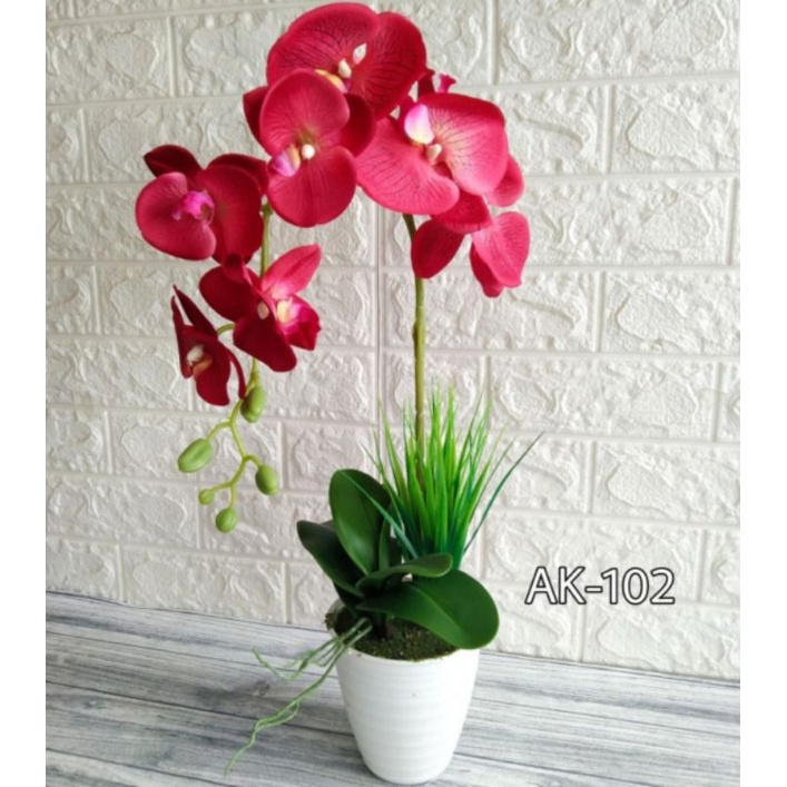 Jual Pohon Anggrek Bulan Dewasa Bunga Merah Siap Spike | Shopee Indonesia
