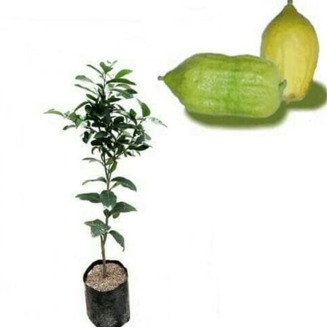 Jual PAKET 3 BIBIT TANAMAN HIDUP BUAH JERUK PEPAYA ATAU JERPAYA ...