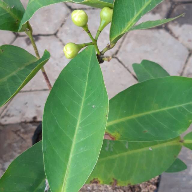 Jual Jambu Air berbunga | Shopee Indonesia