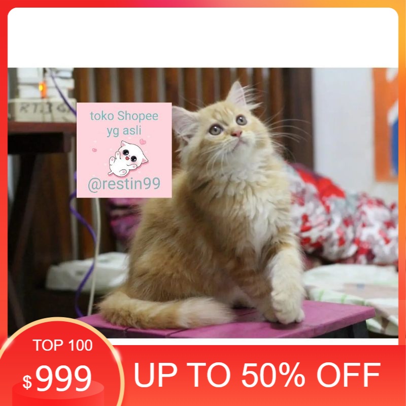 Jual anak kucing persia medium oren marbel 3 bulan jantan. / bukan ...