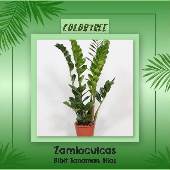 Jual Tanaman Hias Zamioculcas | Shopee Indonesia