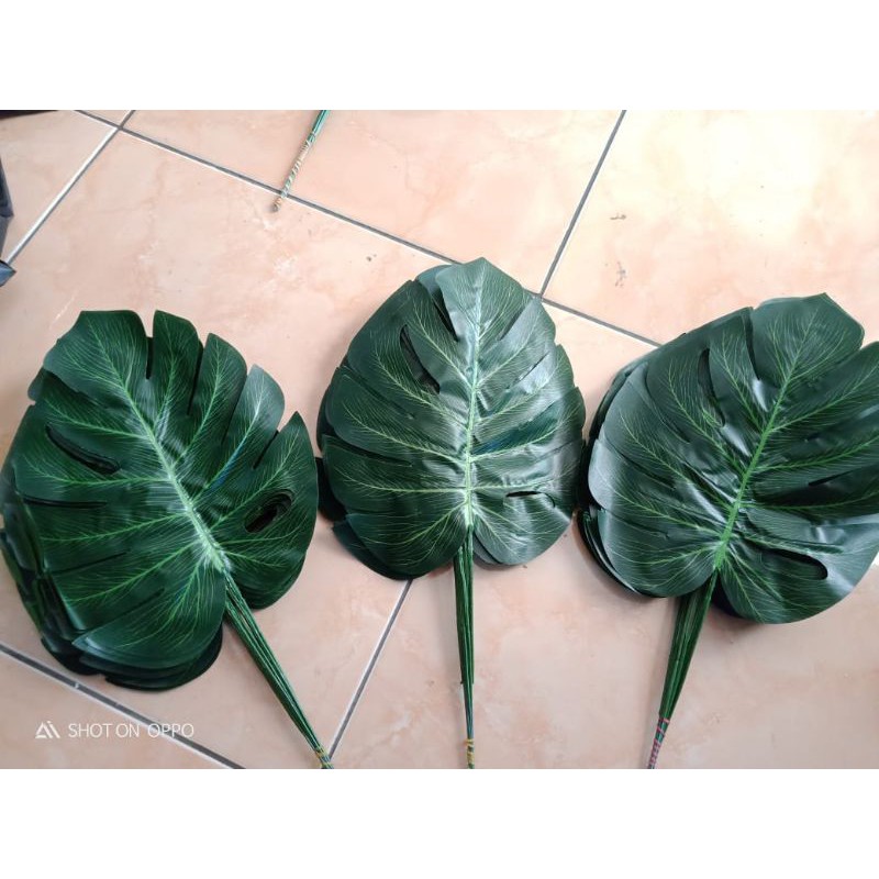 Jual daun monstera / daun pilo | Shopee Indonesia