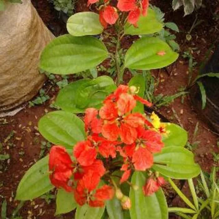 Jual tanaman rambat bahunia bunga merah | Shopee Indonesia