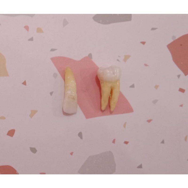 Jual Gigi Asli Praktikum Gigi Insisif Lateral Rahang Atas dan Molar ...