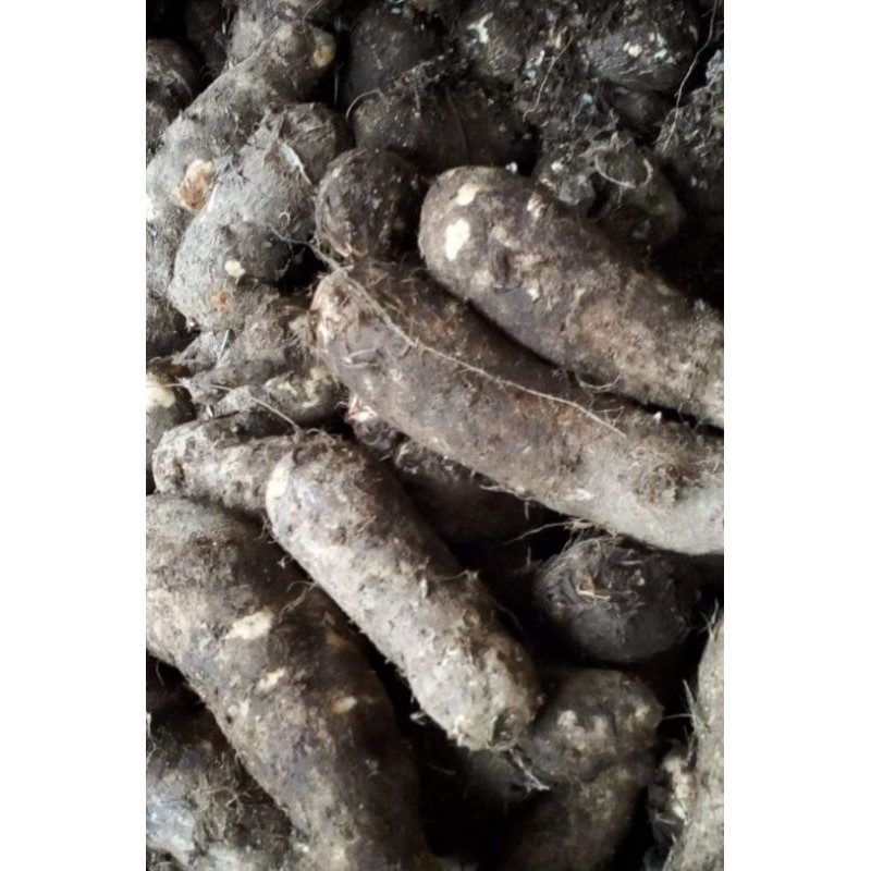 Jual talas mbote/entik pulen gurih 1kg | Shopee Indonesia