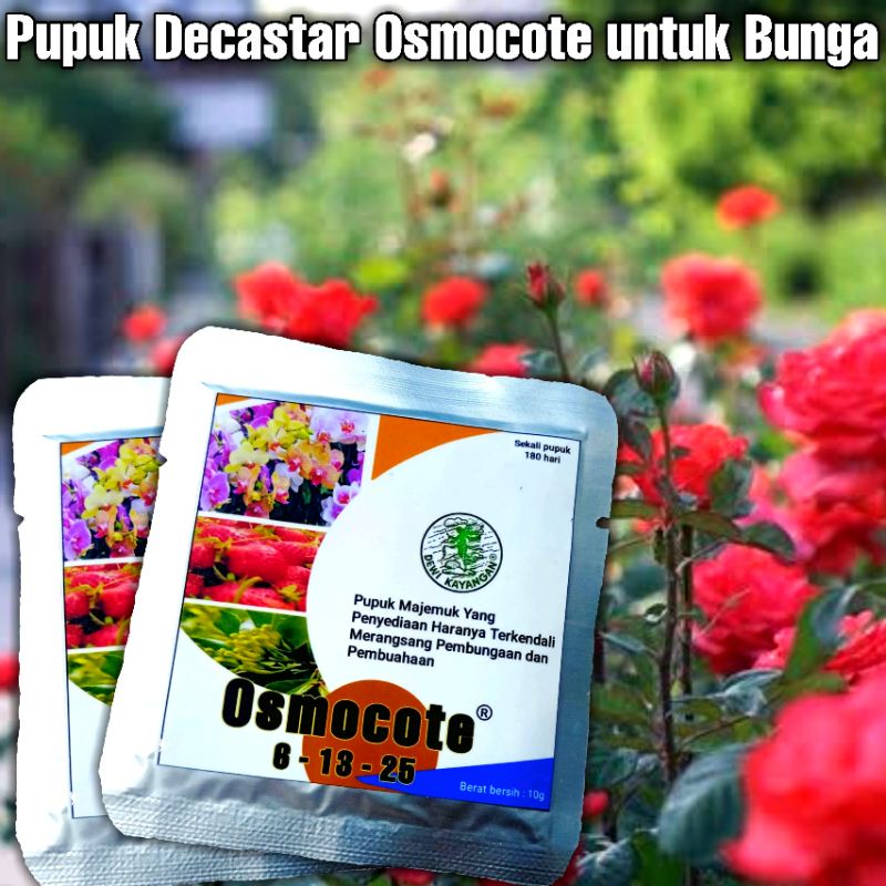 Jual Pupuk Bunga Dekastar Osmocote 6-13-25 mempercepat pembungaan dan ...