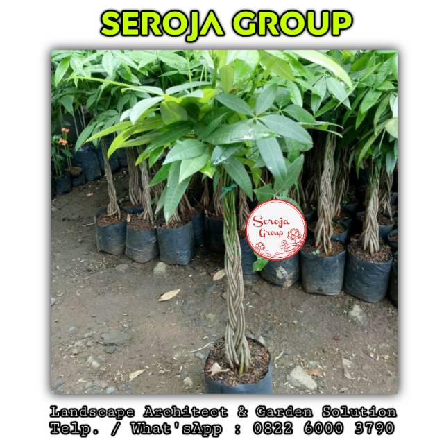 Jual Pohon Pacira Kepang 9 Tinggi 50cm / Tanaman Hias Pachira Aquatica ...