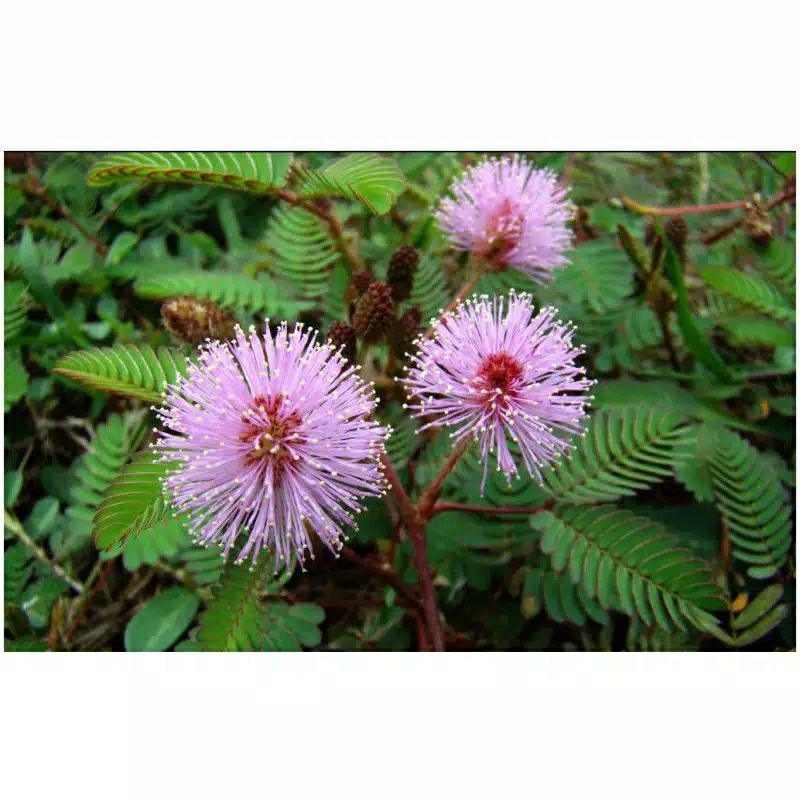 Jual tanaman herbal putri malu 10000/300gram akar daun segar | Shopee Indonesia