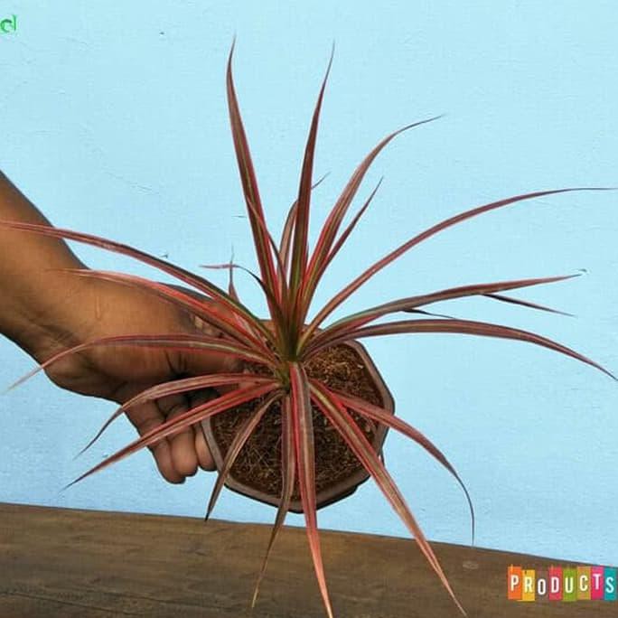 Jual New Tanaman Dracena Tricolor Merah / Dracena Marginata Colorama ...