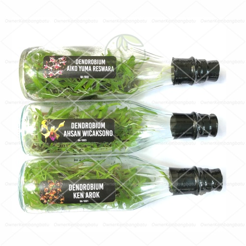 Jual Anggrek Dendro Dalam Botol X Self | Anggrek Dendrobium Botol ...