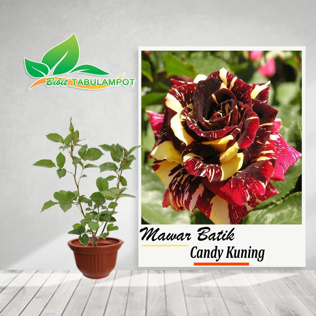 Jual Tanaman Bunga Mawar Candy Kuning Berbunga | Shopee Indonesia
