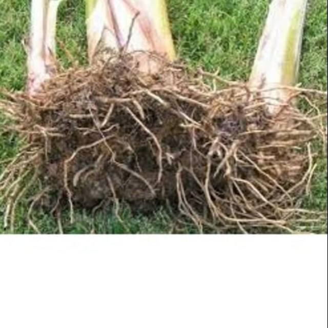 Jual Readyy Akar pohon pisang segar 500gram organik | Shopee Indonesia