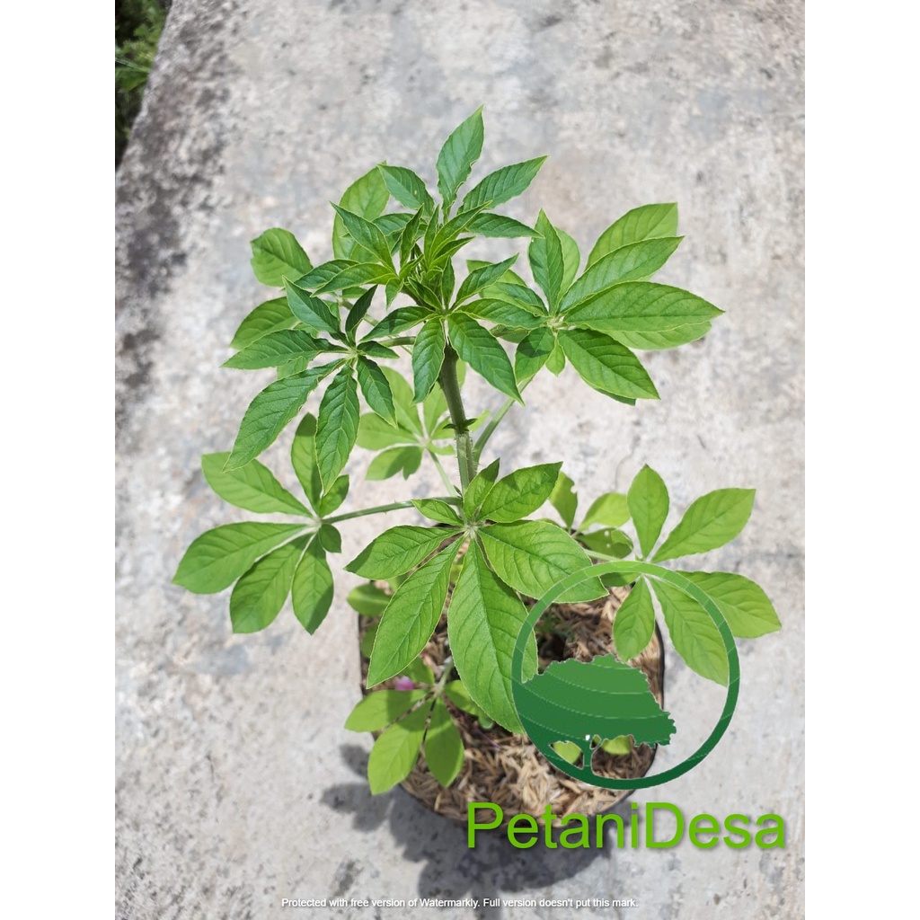 Jual Tanaman Hias Cleome Spinosa - Bunga Laba-laba - Spider Flower ...